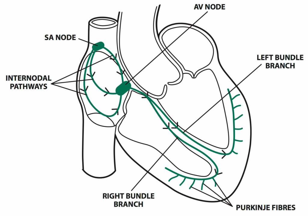 Cardiac Conduction System - Medical Exam Prep