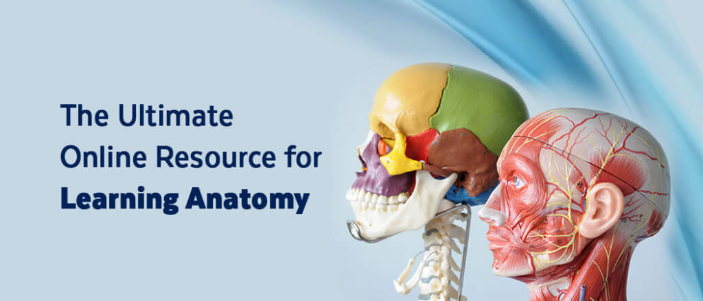 Langer’s Lines and Surgical Incisions - Medical Exam Prep