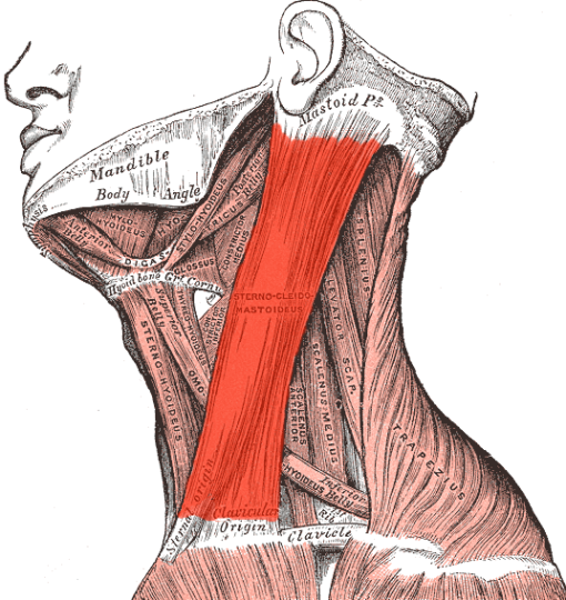 Test Your Anatomy Knowledge – Head & Neck - Medical Exam Prep