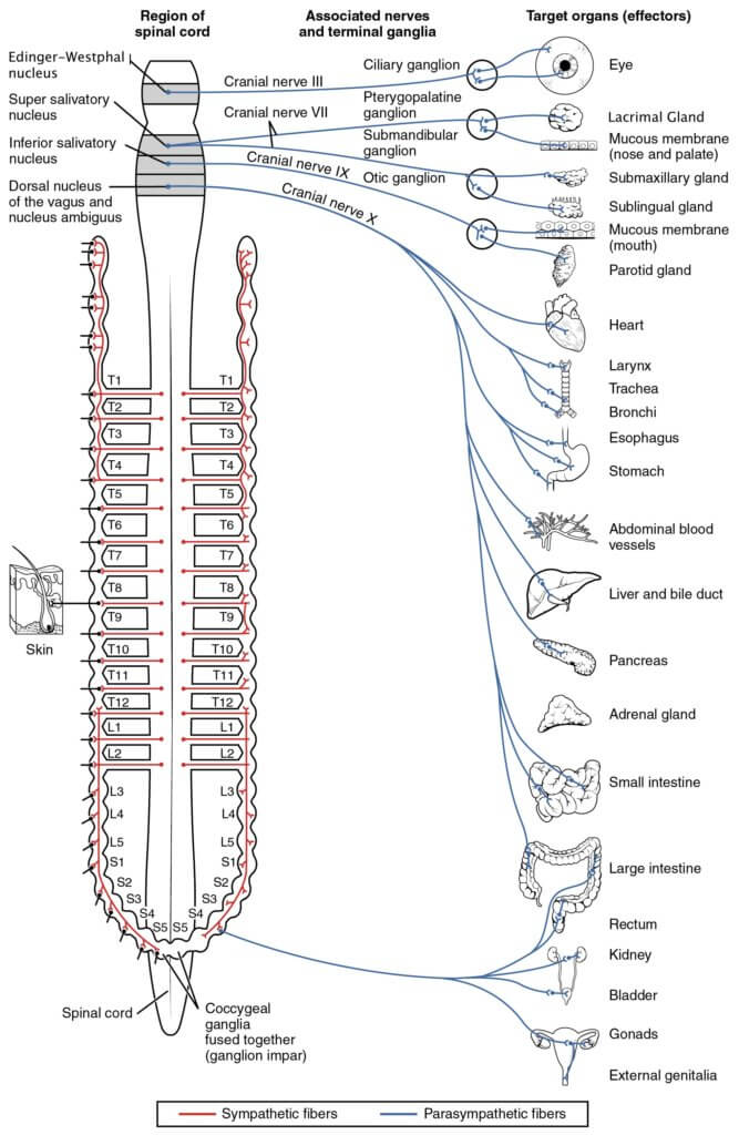 Connections of the SNS and PNS - Medical Exam Prep