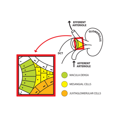 JGA - Medical Exam Prep