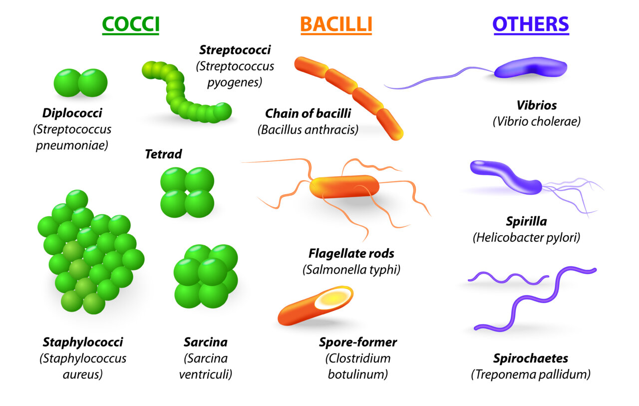 Structure And Classification Of Bacteria Medical Exam Prep